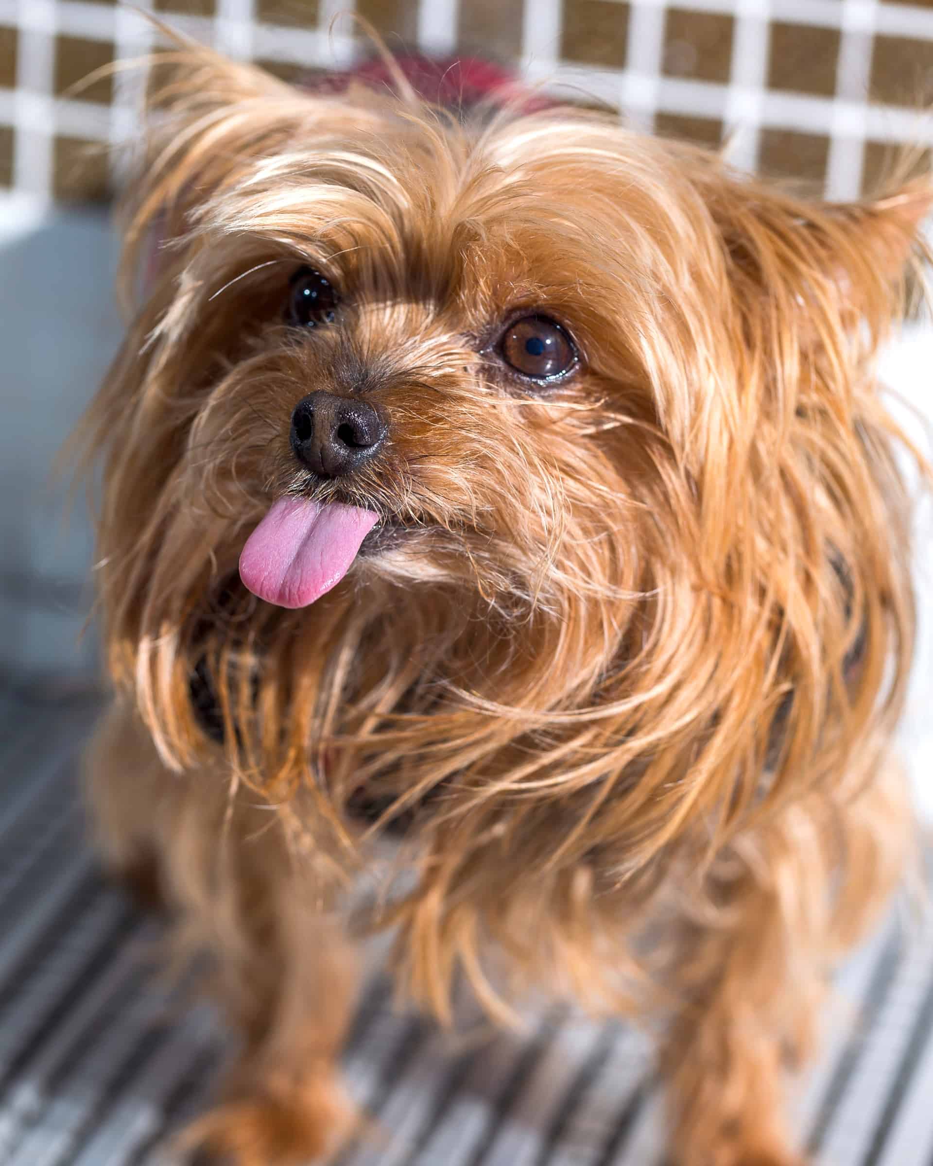 88 Best Yorkie Haircuts With Pictures! (2025 Updated)