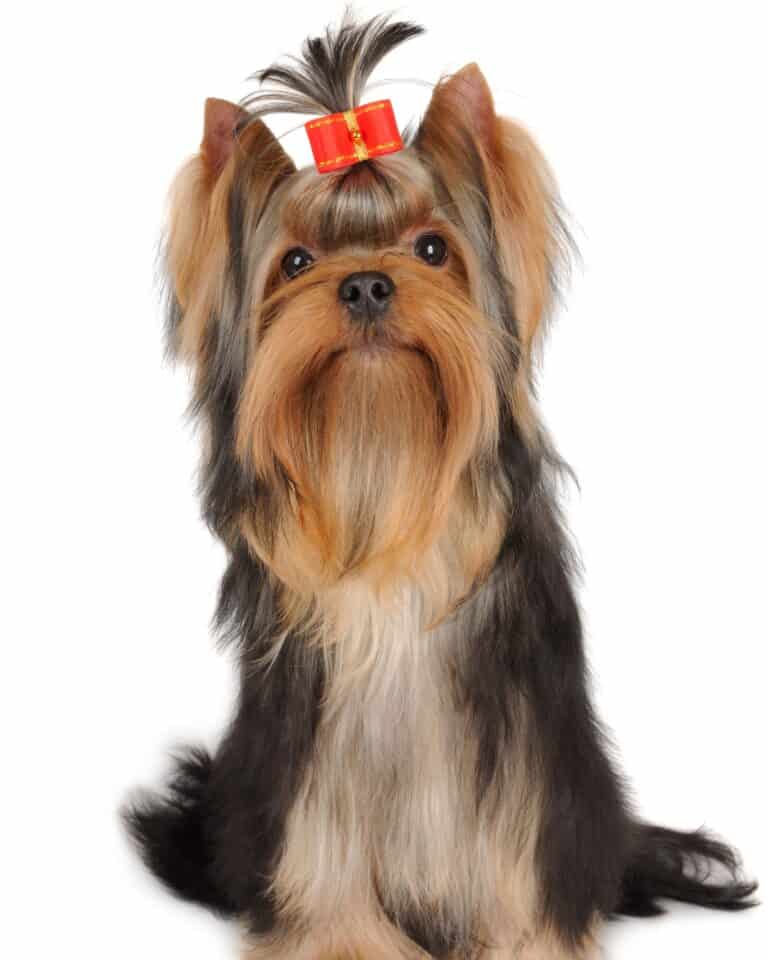 88 Best Yorkie Haircuts With Pictures! (2025 Updated)