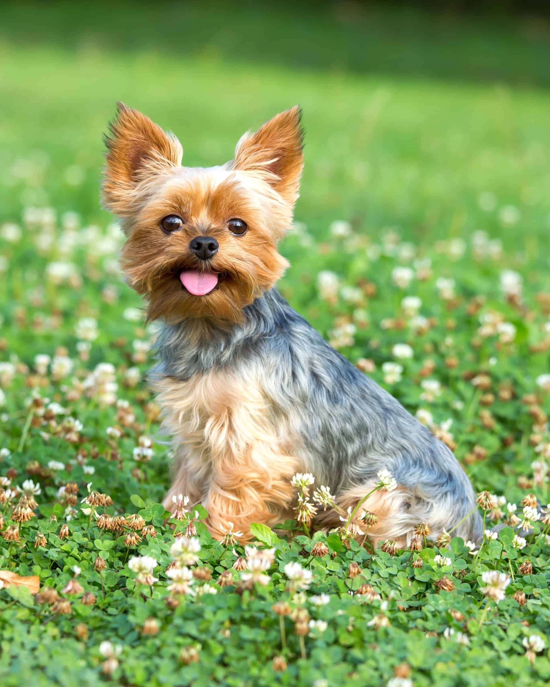 88 Best Yorkie Haircuts With Pictures! (2025 Updated)