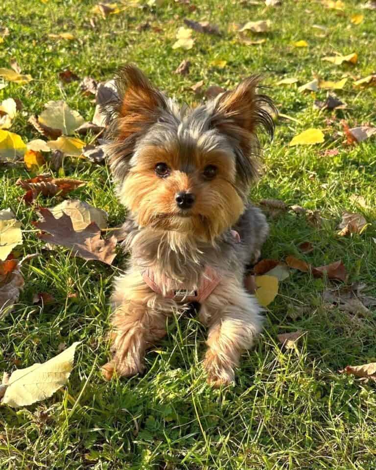 88 Best Yorkie Haircuts With Pictures! (2025 Updated)