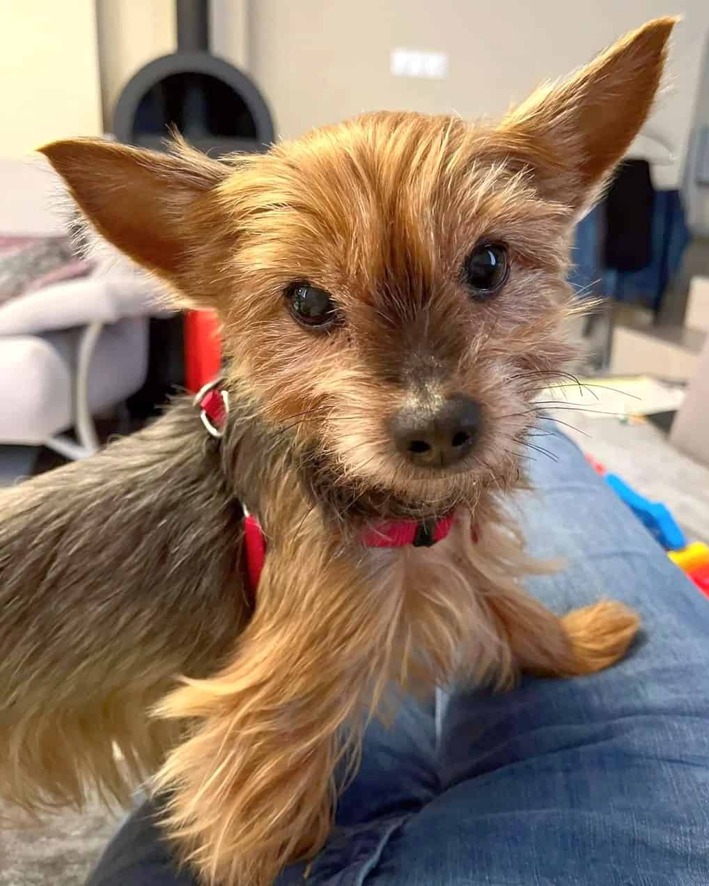 88 Best Yorkie Haircuts With Pictures! (2025 Updated)