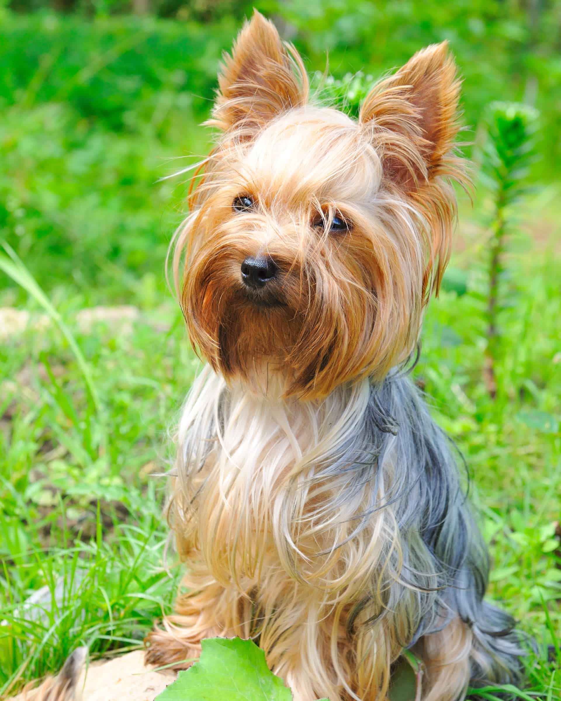 88 Best Yorkie Haircuts With Pictures! (2025 Updated)