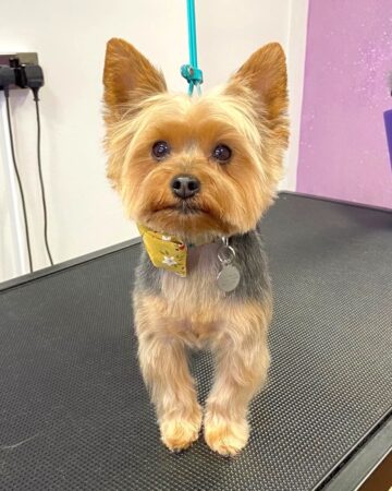 88 Best Yorkie Haircuts With Pictures! (2025 Updated)