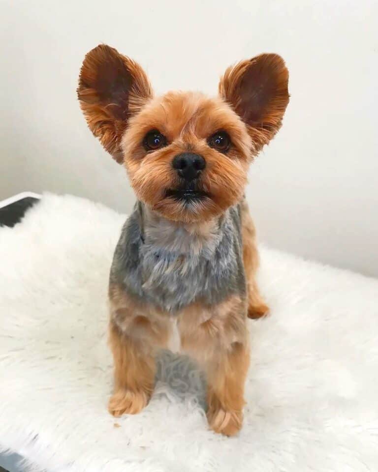 88 Best Yorkie Haircuts With Pictures! (2025 Updated)