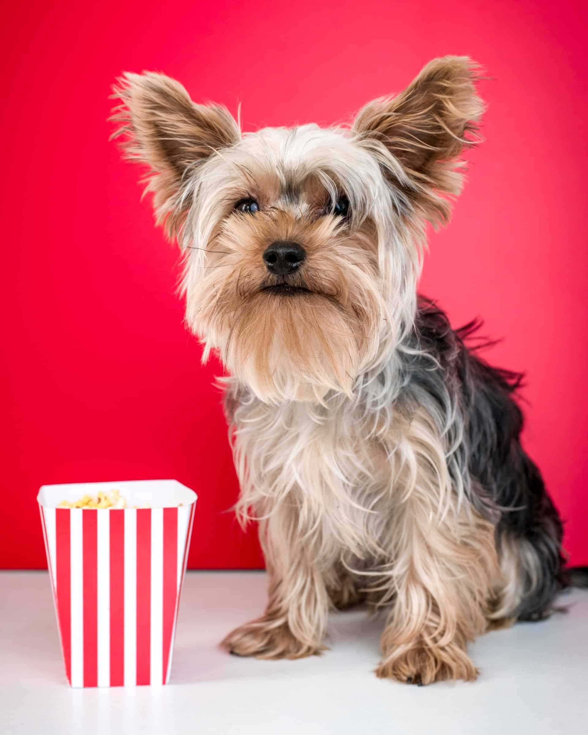 88 Best Yorkie Haircuts With Pictures! (2025 Updated)