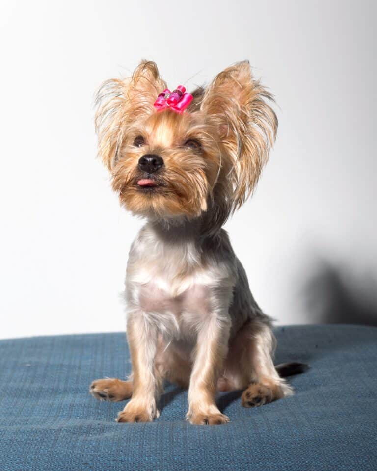88 Best Yorkie Haircuts With Pictures! (2025 Updated)