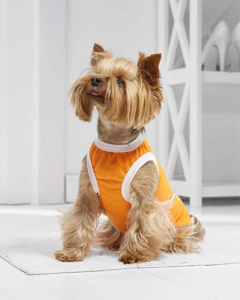 88 Best Yorkie Haircuts With Pictures! (2025 Updated)