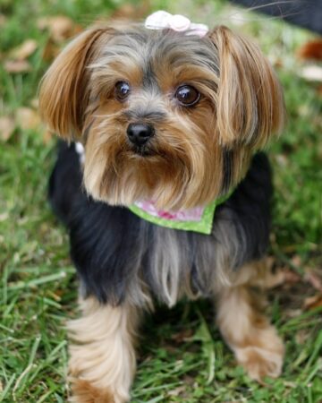 88 Best Yorkie Haircuts With Pictures! (2025 Updated)