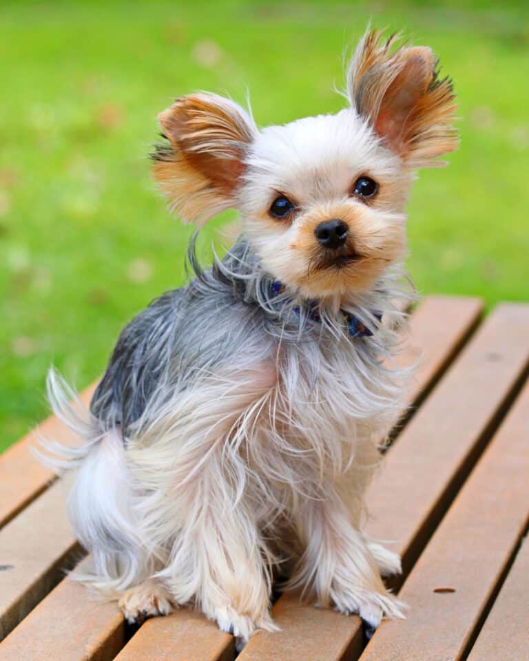 88 Best Yorkie Haircuts With Pictures! (2025 Updated)