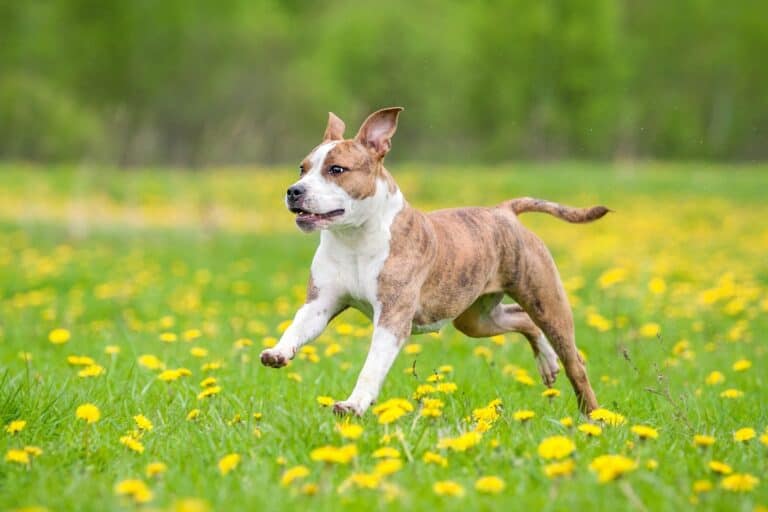 10 Best American Staffordshire Terrier Breeders (2025 Updated)