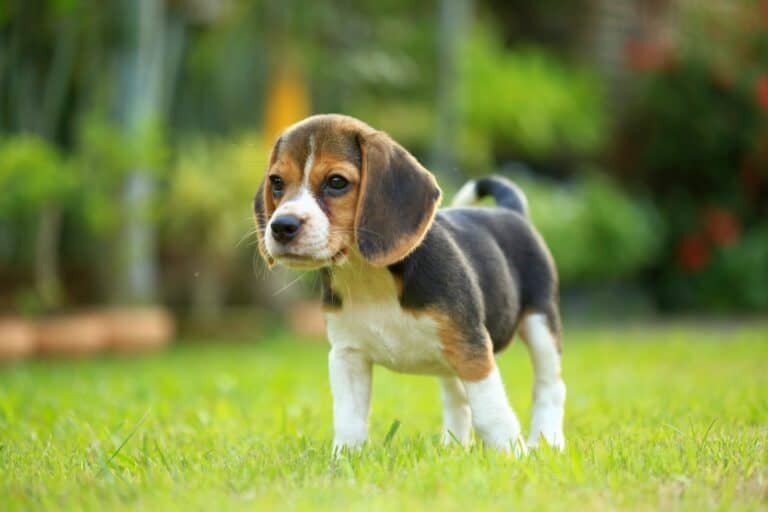 10 Best Beagle Breeders (2026 Updated) - Happy Dog Breeds