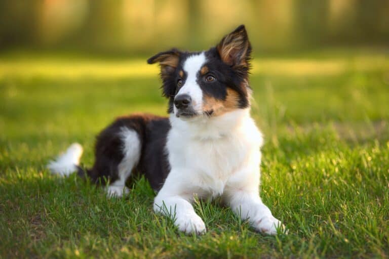 10 Best Border Collie Breeders (2025 Updated)