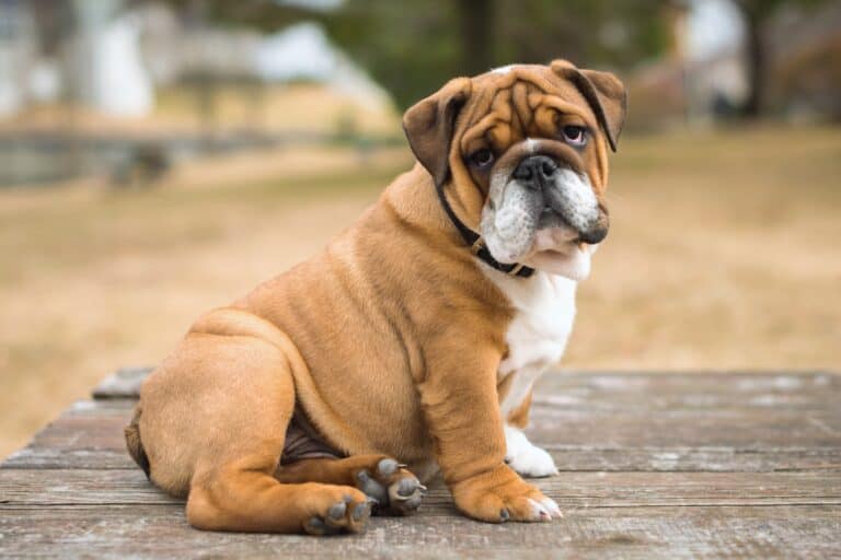 10 Best English Bulldog Breeders (2025 Updated)