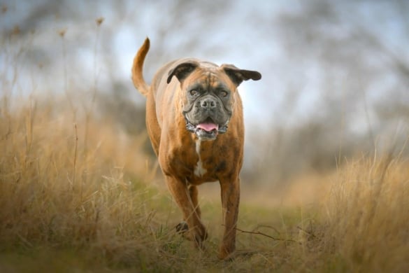 Are Boxer Dogs Aggressive? Causes of Aggression & What to Do