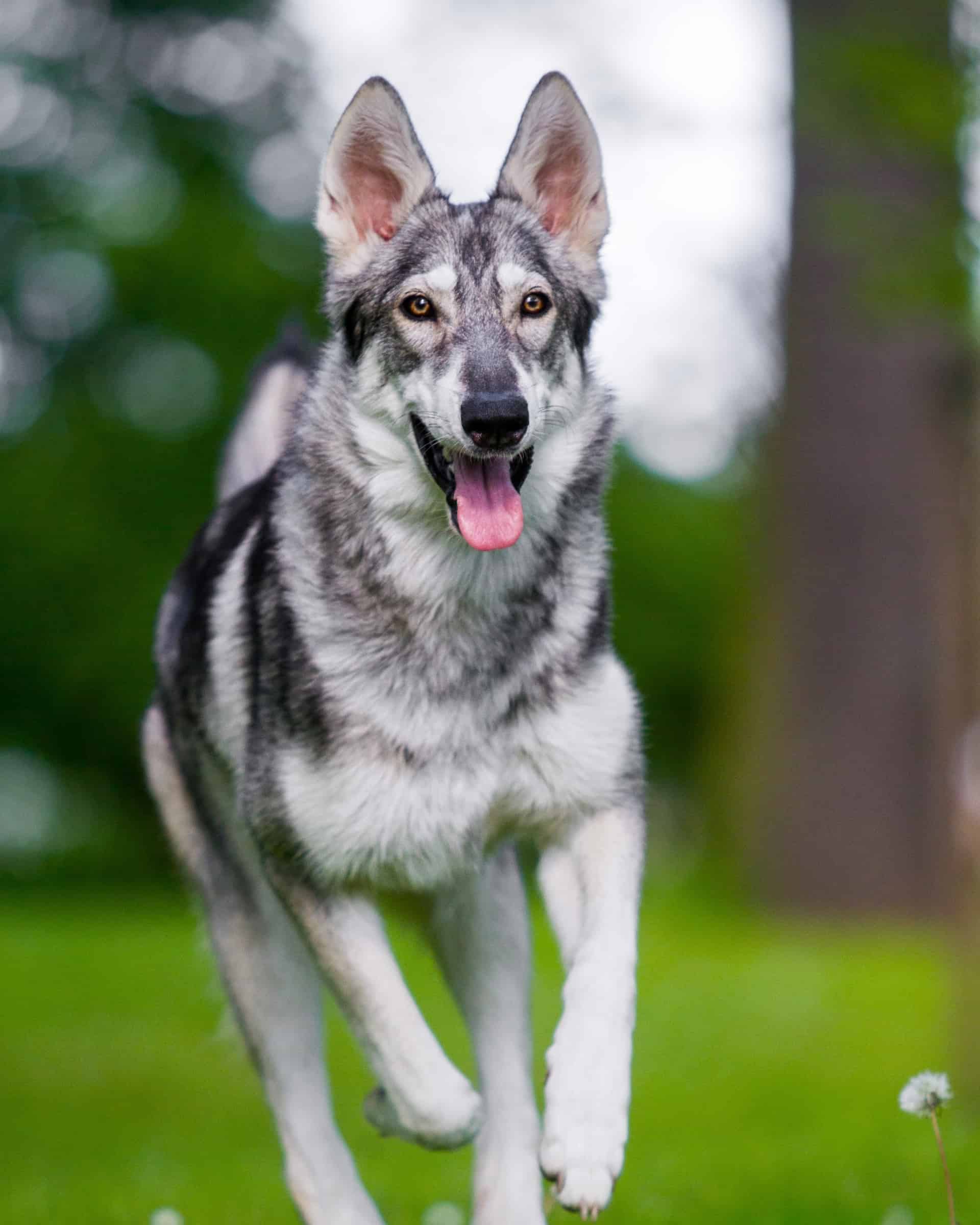 30 Dogs That Look Like Huskies (With Pictures)