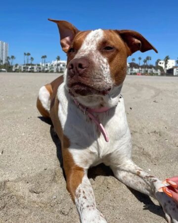 Pointer Pitbull Mix: Information, Pictures, Traits & Facts