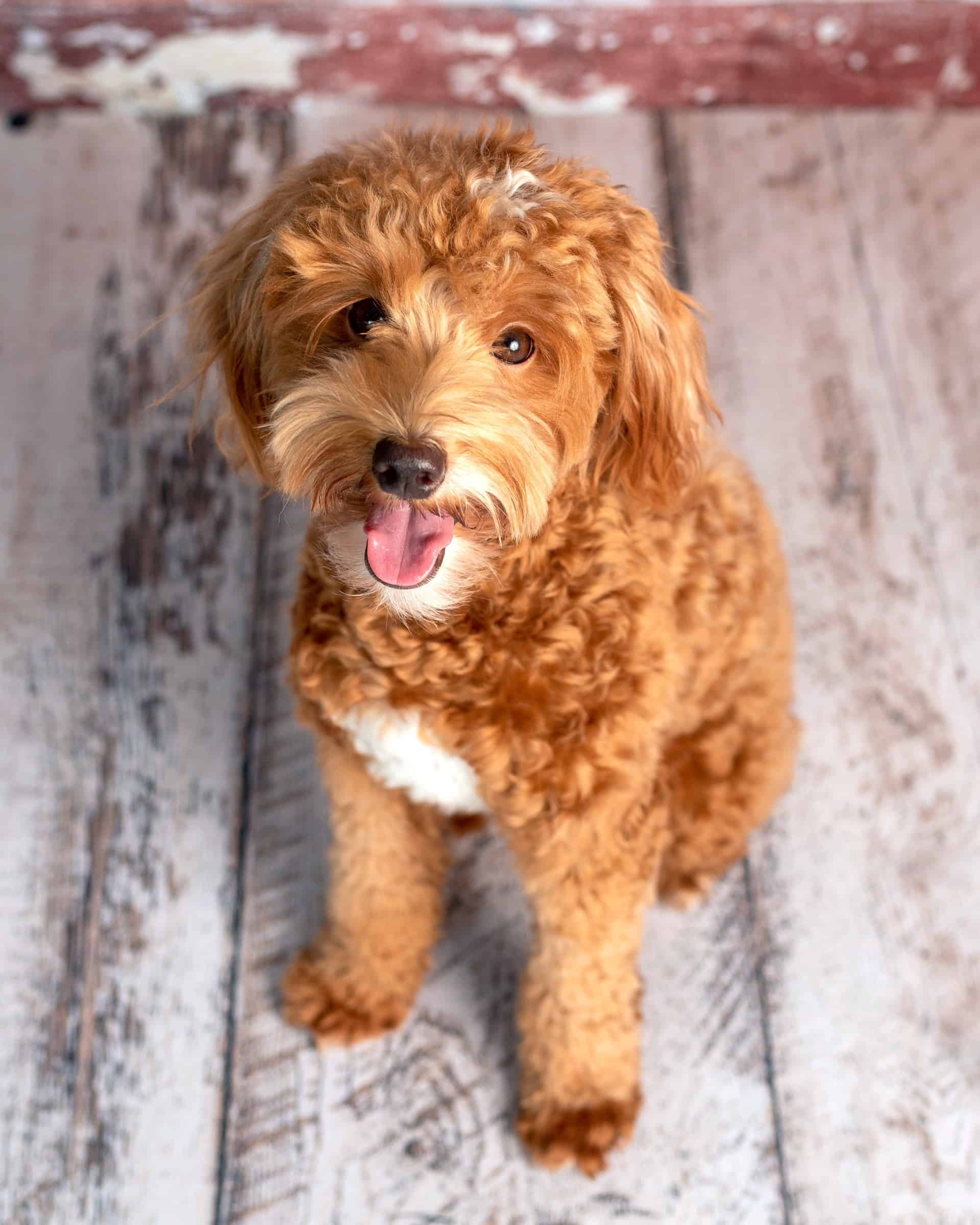 20 Goldendoodle Colors & Markings (With Pictures!)