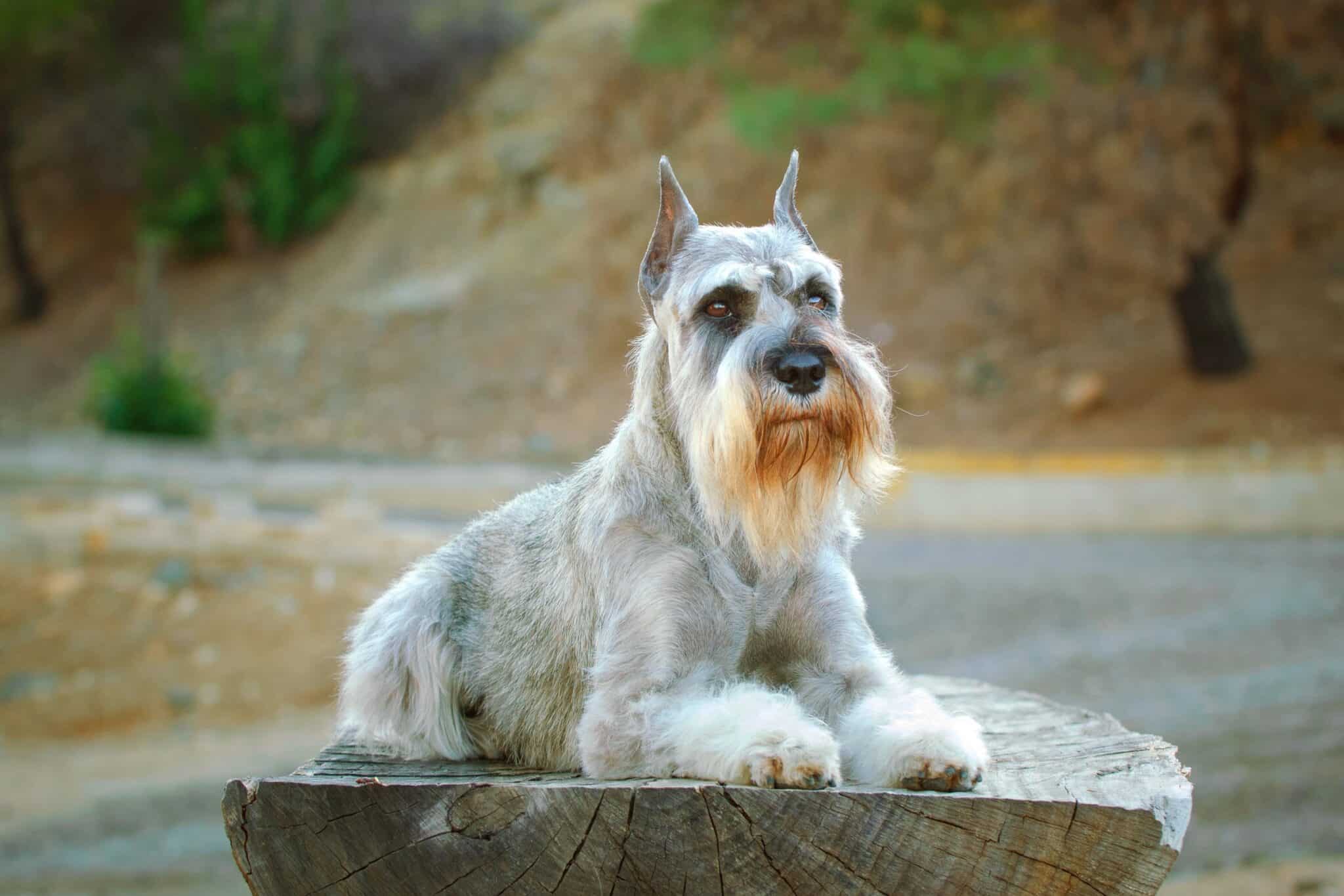 33 Adorable Schnauzer Mixes You Must See! (With Pictures)