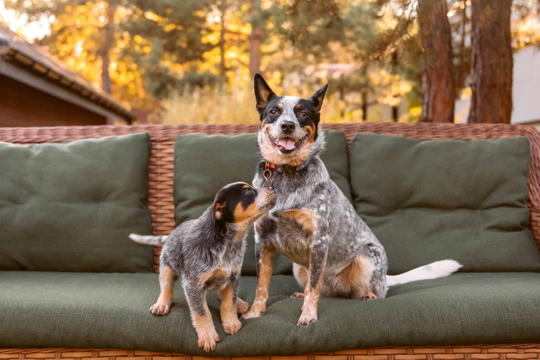 Red Heeler vs. Blue Heeler: What’s the Difference?