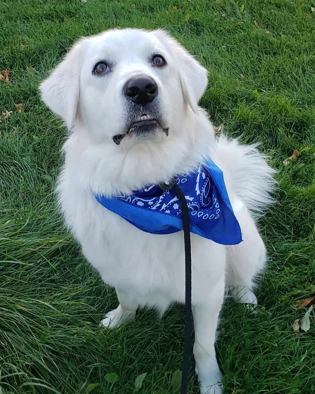 28 Great Pyrenees Mixed Breeds (With Pictures)