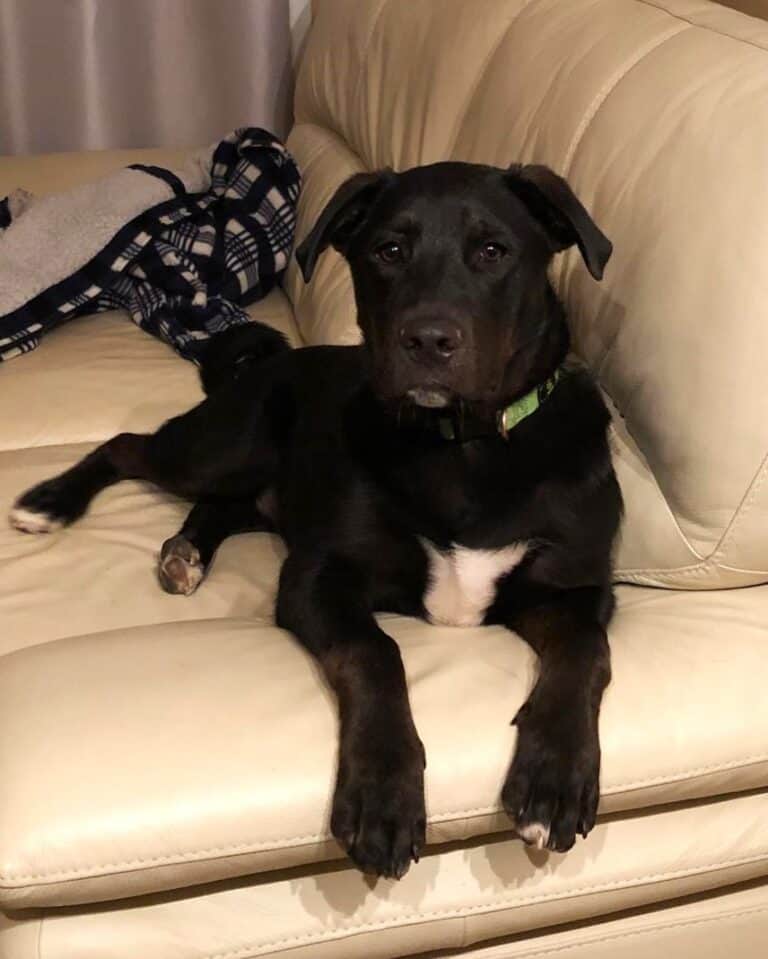 45 Unique Akita Mixes: An Ultimate Guide (With Pictures)