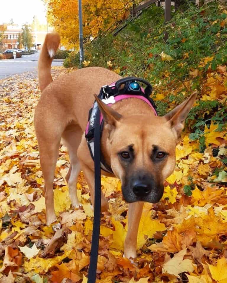 45 Unique Akita Mixes: An Ultimate Guide (With Pictures)