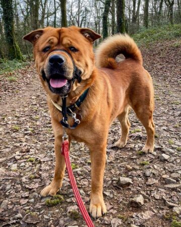 45 Unique Akita Mixes: An Ultimate Guide (With Pictures)