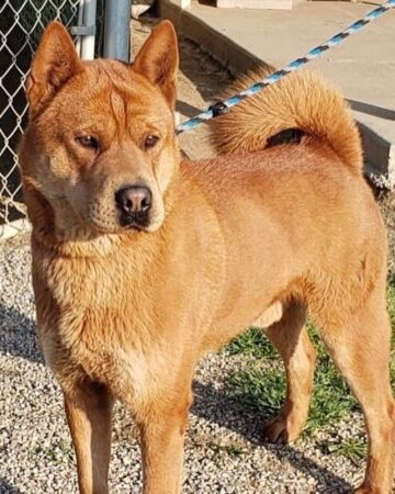 21 Adorable Shar-Pei Mixes You Need to Know