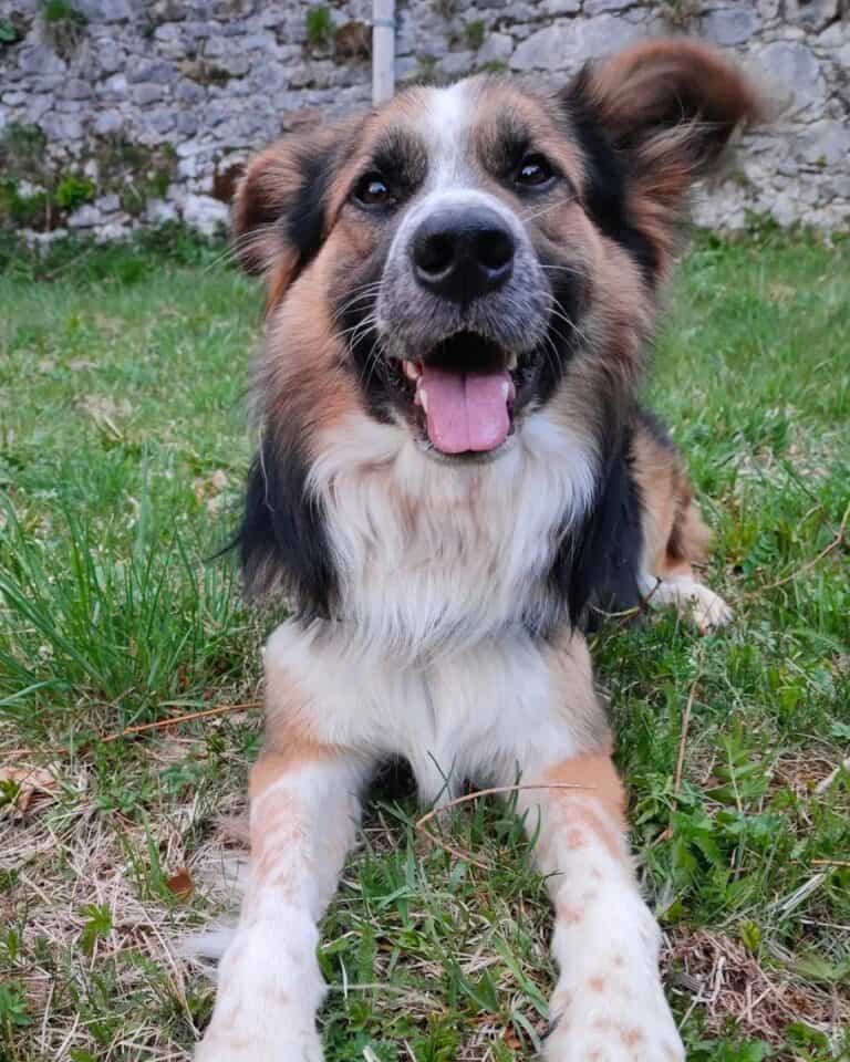 45 Unique Akita Mixes: An Ultimate Guide (With Pictures)