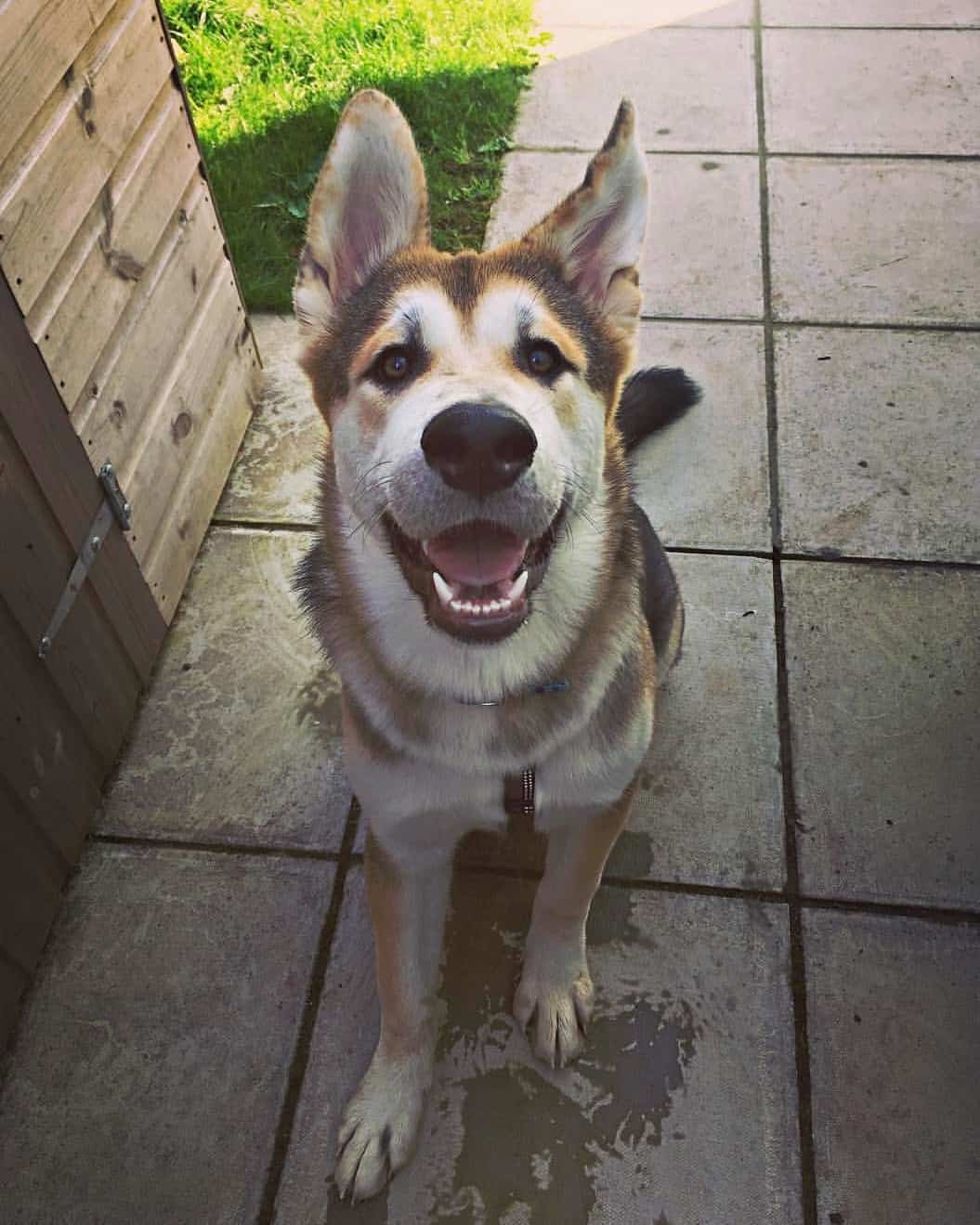 Mastiff Mixes: 43 Powerful and Unique Crossbreeds