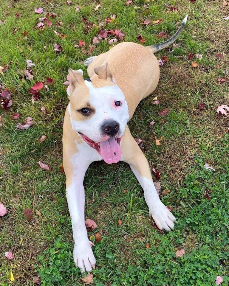 53 Most Adorable Jack Russell Terrier Mixes (With Pictures)