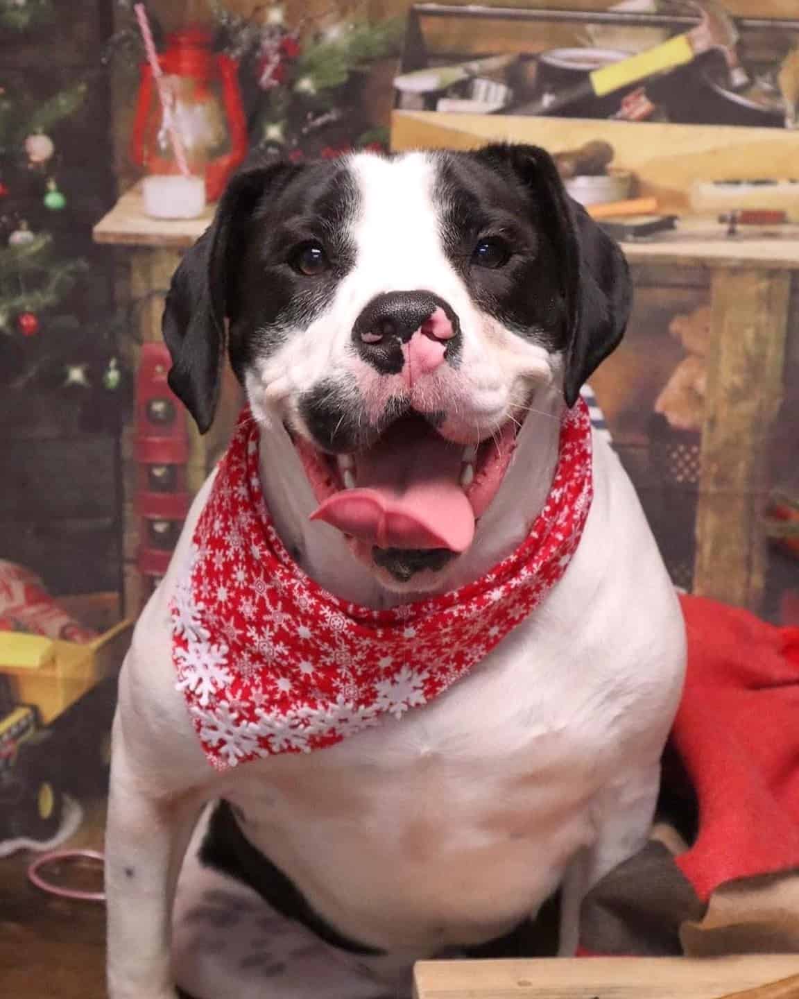 21 Beautiful Brittany Spaniel Mixes to Discover (With Pictures)
