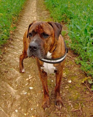 18 Popular Cane Corso Mixes You'll Love (With Pictures)