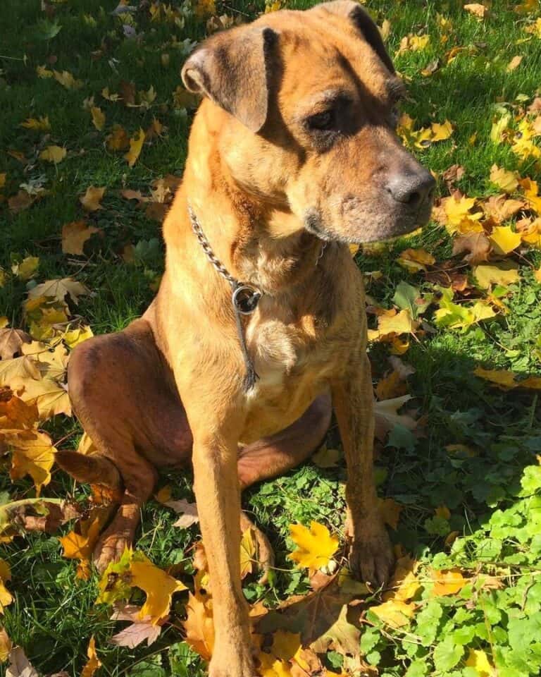 35 Whippet Mixes: A Complete Guide (With Pictures)