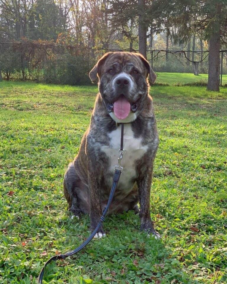 Mastiff Mixes: 43 Powerful and Unique Crossbreeds