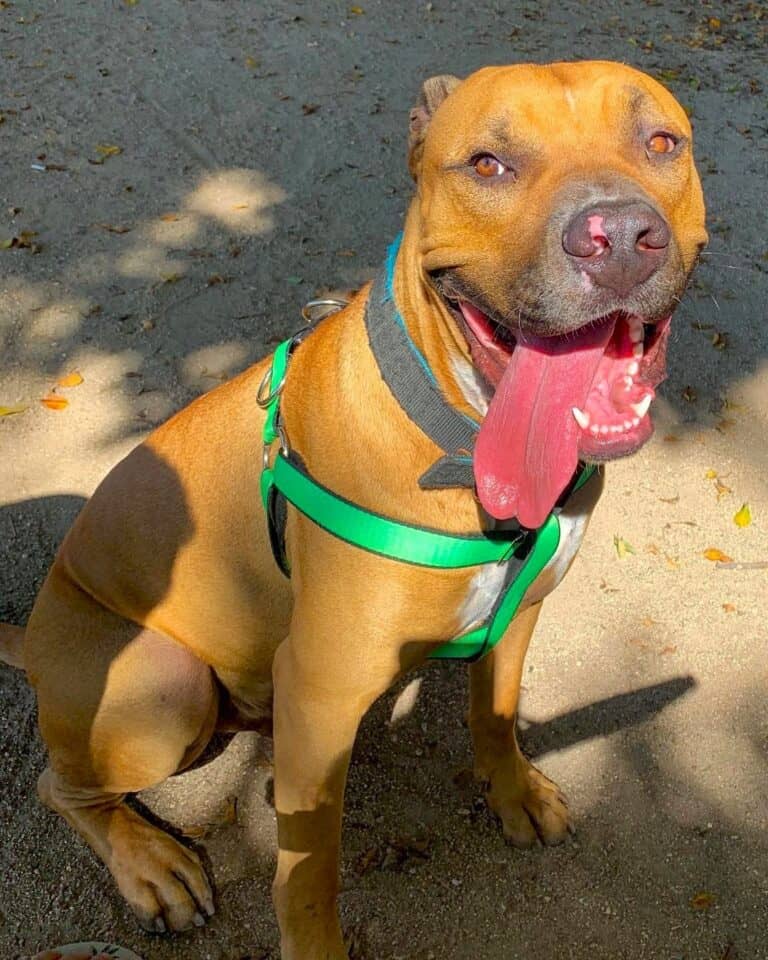 18 Popular Cane Corso Mixes You'll Love (With Pictures)