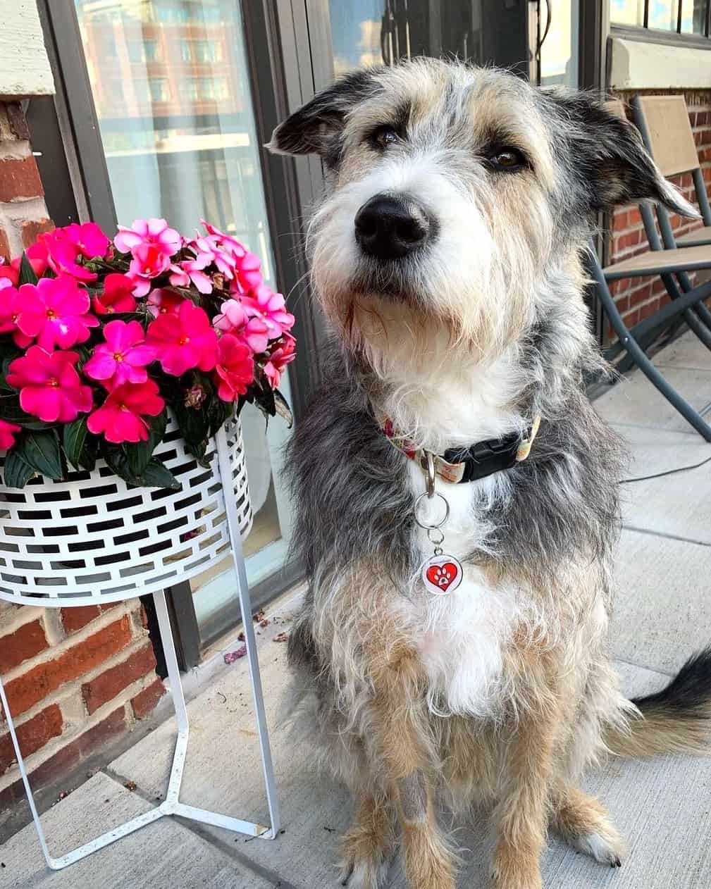 13 Unique Old English Sheepdog Mixes (With Pictures)