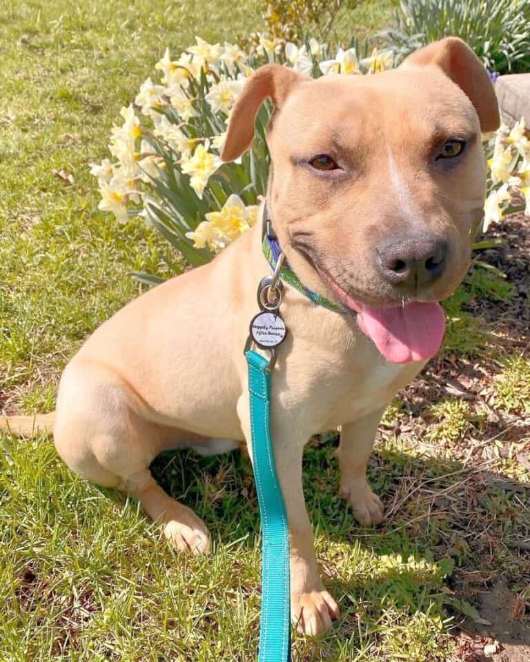 14 Black Mouth Cur Mixes: A Complete Guide (With Pictures)