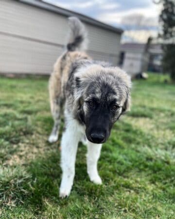 28 Great Pyrenees Mixed Breeds (With Pictures)