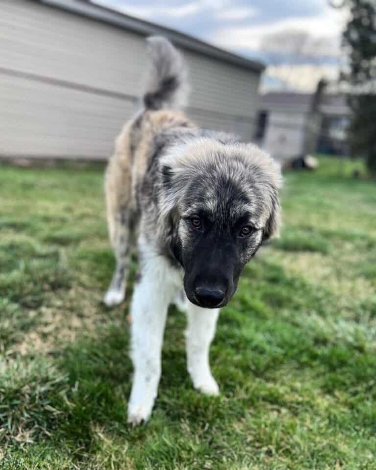 28 Great Pyrenees Mixed Breeds (With Pictures)