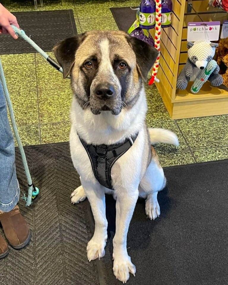 45 Unique Akita Mixes: An Ultimate Guide (With Pictures)
