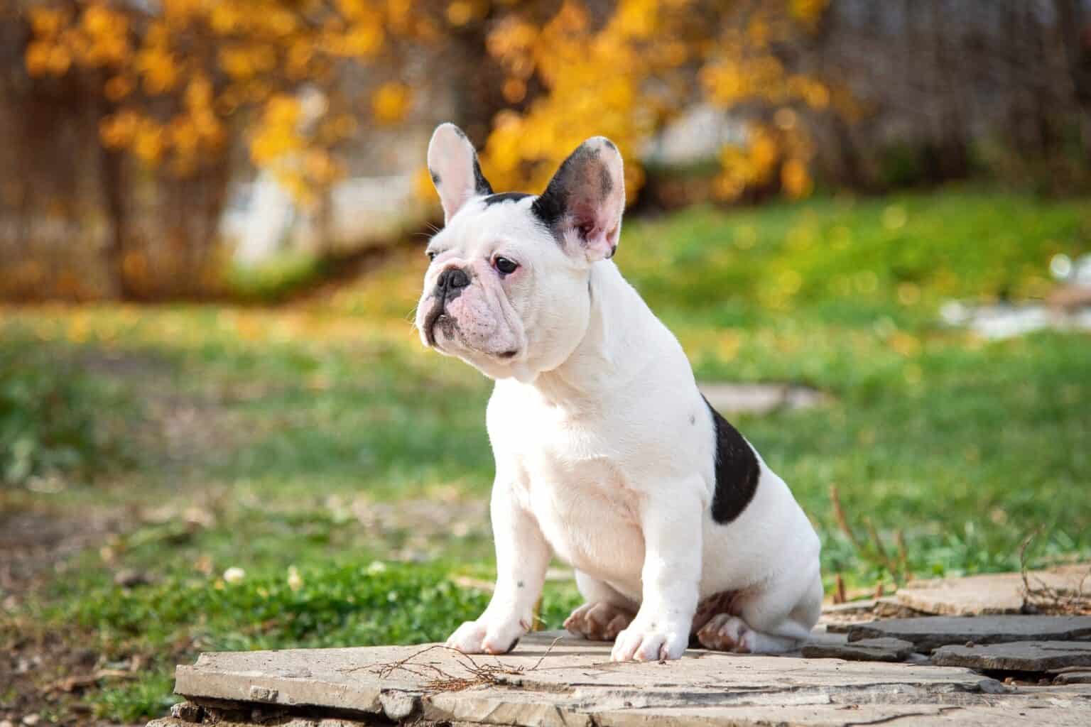How Much Does a French Bulldog Cost? (2026 Updated)
