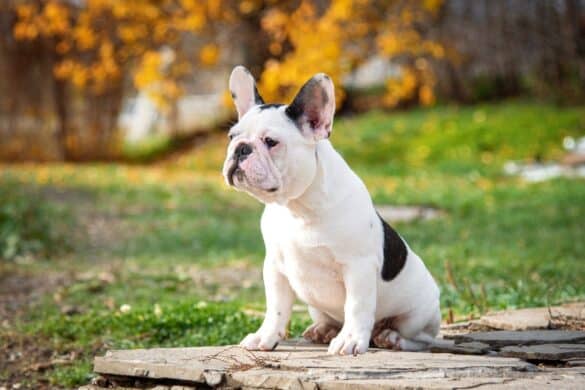 How Much Does a French Bulldog Cost? (2026 Updated)