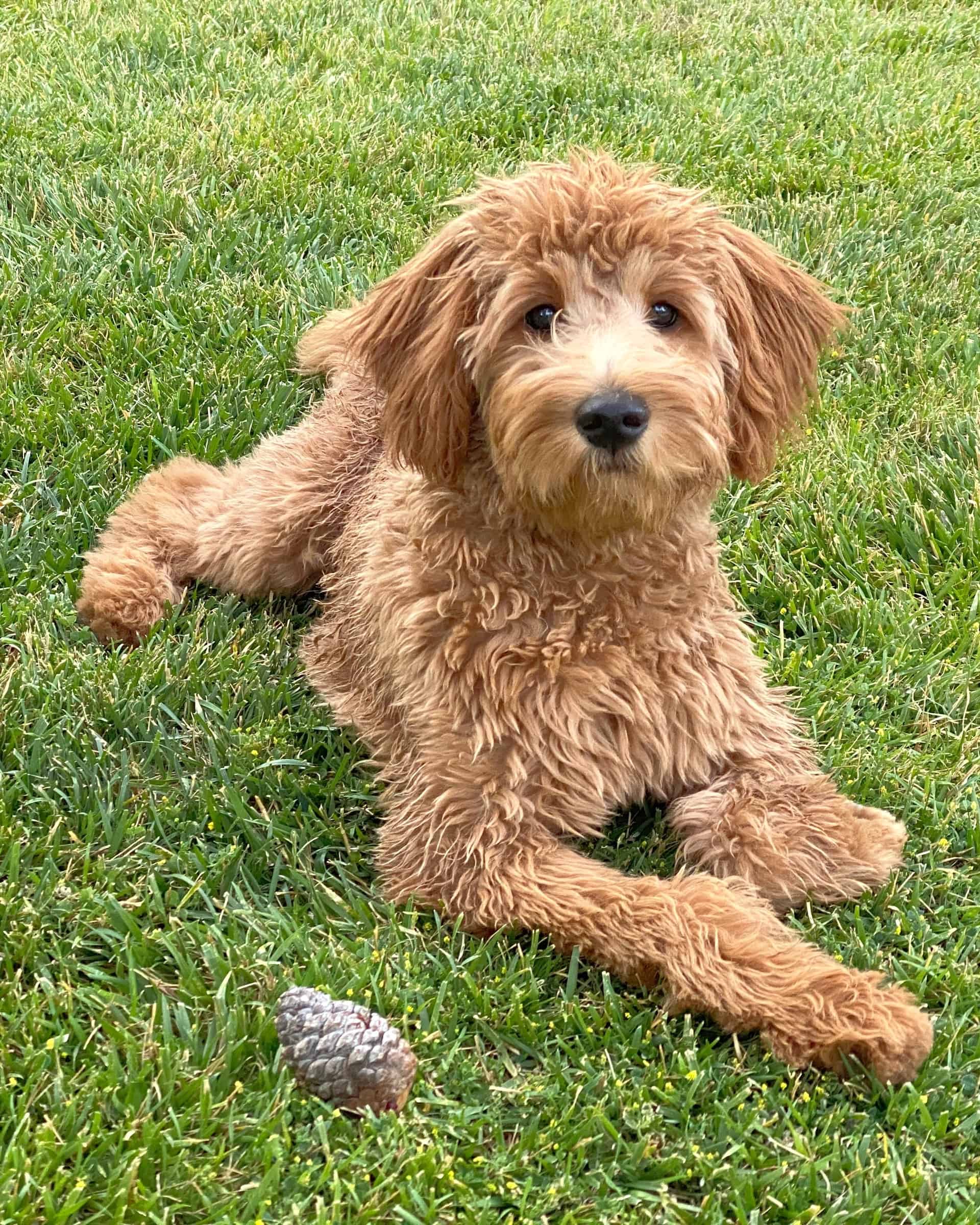 20 Goldendoodle Colors & Markings (With Pictures!)
