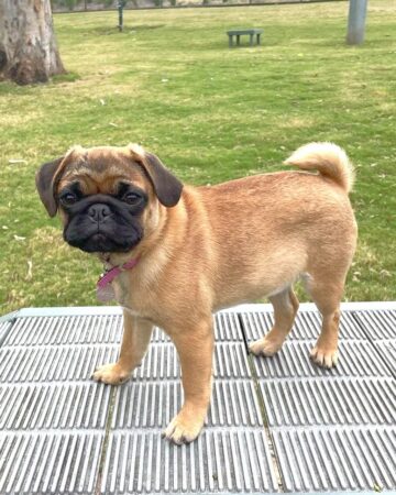 20 Pug Colors Explained (With Pictures!) - Happy Dog Breeds