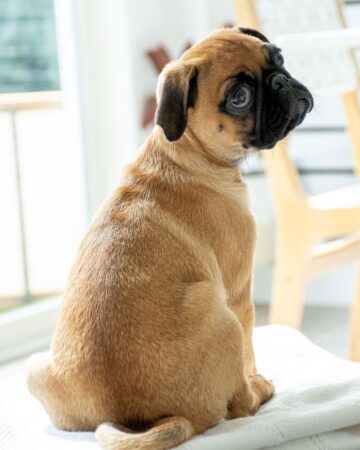 20 Pug Colors Explained (With Pictures!) - Happy Dog Breeds