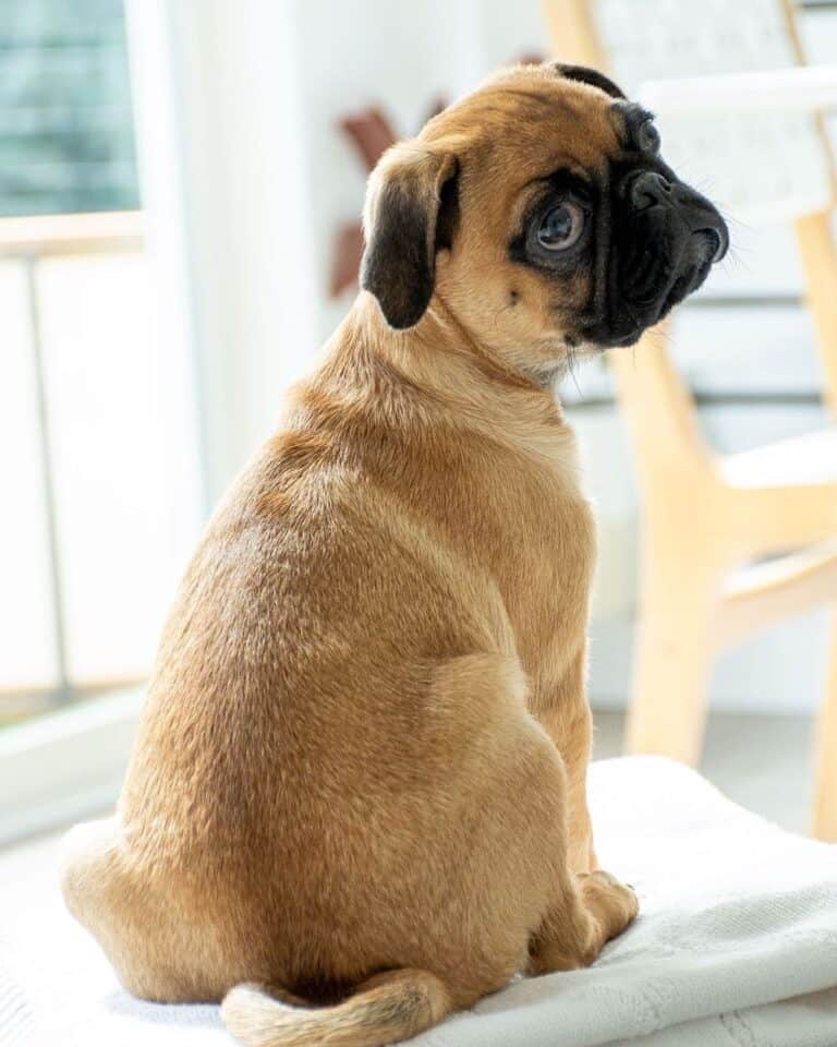 20 Pug Colors Explained (With Pictures!) - Happy Dog Breeds