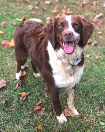 21 Beautiful Brittany Spaniel Mixes to Discover (With Pictures)