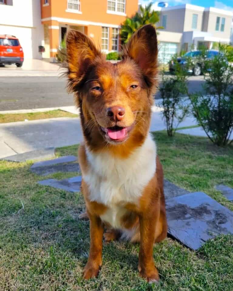 24 Belgian Malinois Mixes to Know (With Pictures)