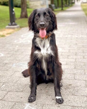 29 English Springer Spaniel Mixes (With Pictures)